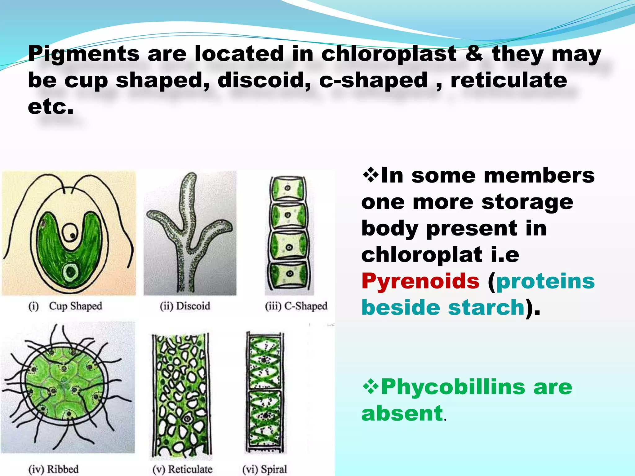 Chlorophyceae green Algae | PPTX