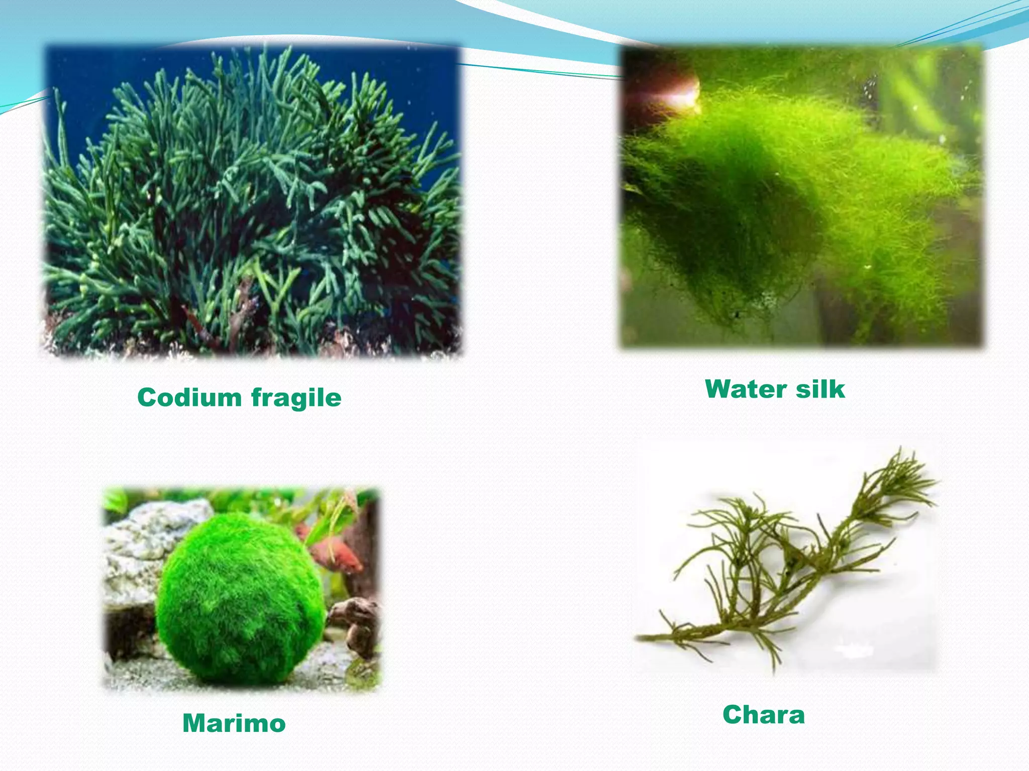 Chlorophyceae green Algae | PPTX