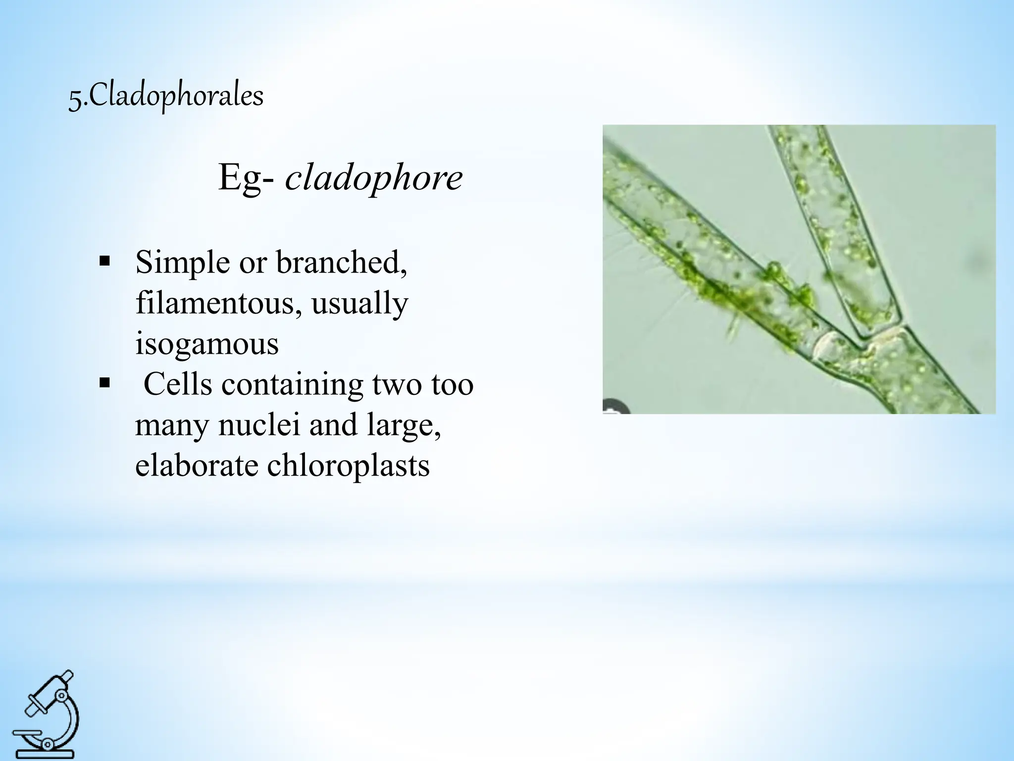 Chlorophyceae.pptx