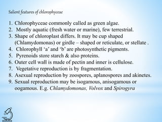 Chlorophyceae.pptx