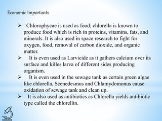 Chlorophyceae.pptx