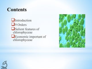 Chlorophyceae.pptx