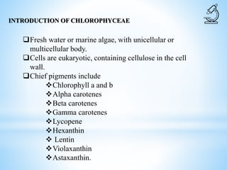 Chlorophyceae.pptx