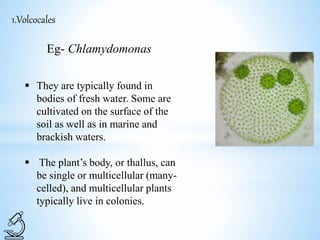 Chlorophyceae.pptx