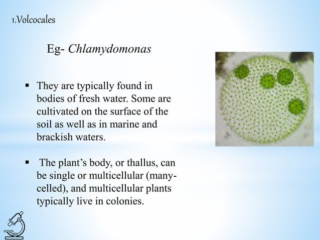 Chlorophyceae.pptx
