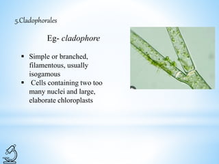 Chlorophyceae.pptx