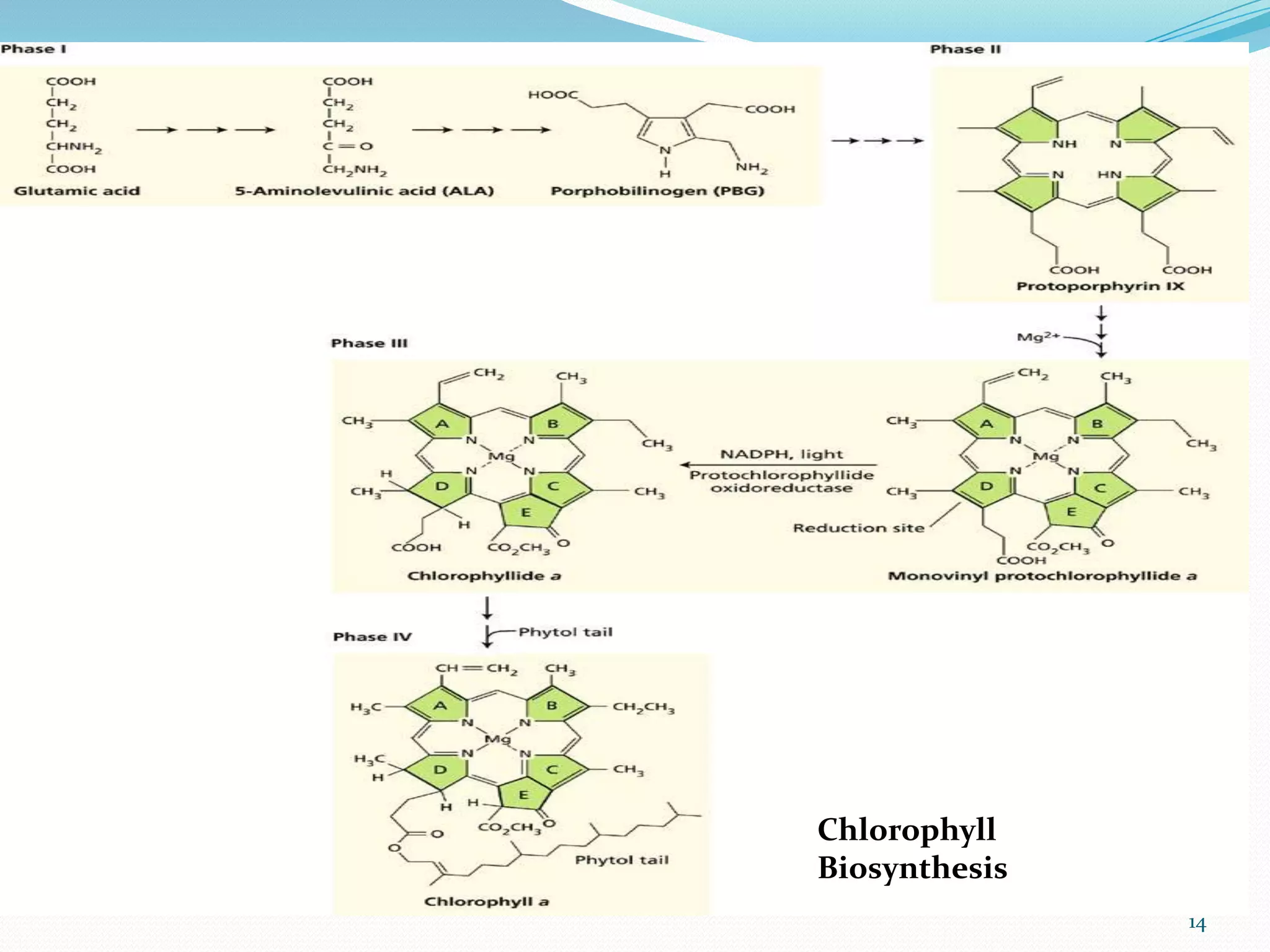 Chlorophyll | PPTX