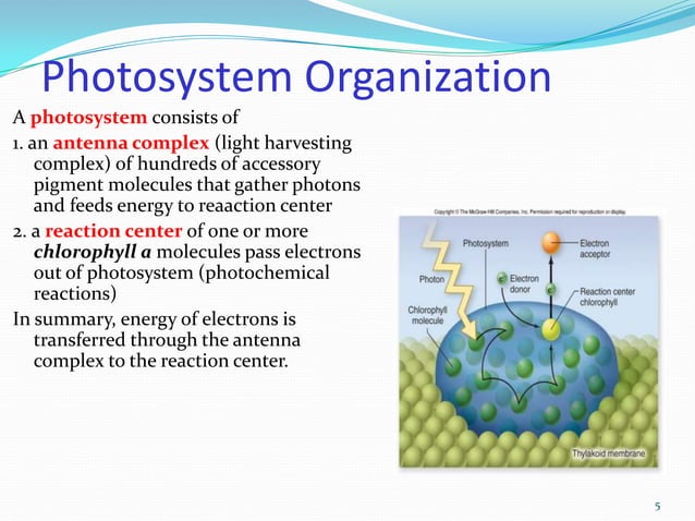 Chlorophyll | PPTX | Chemistry | Science