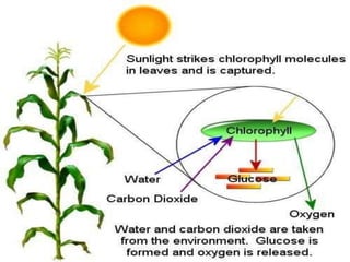 Chlorophyll | PPTX
