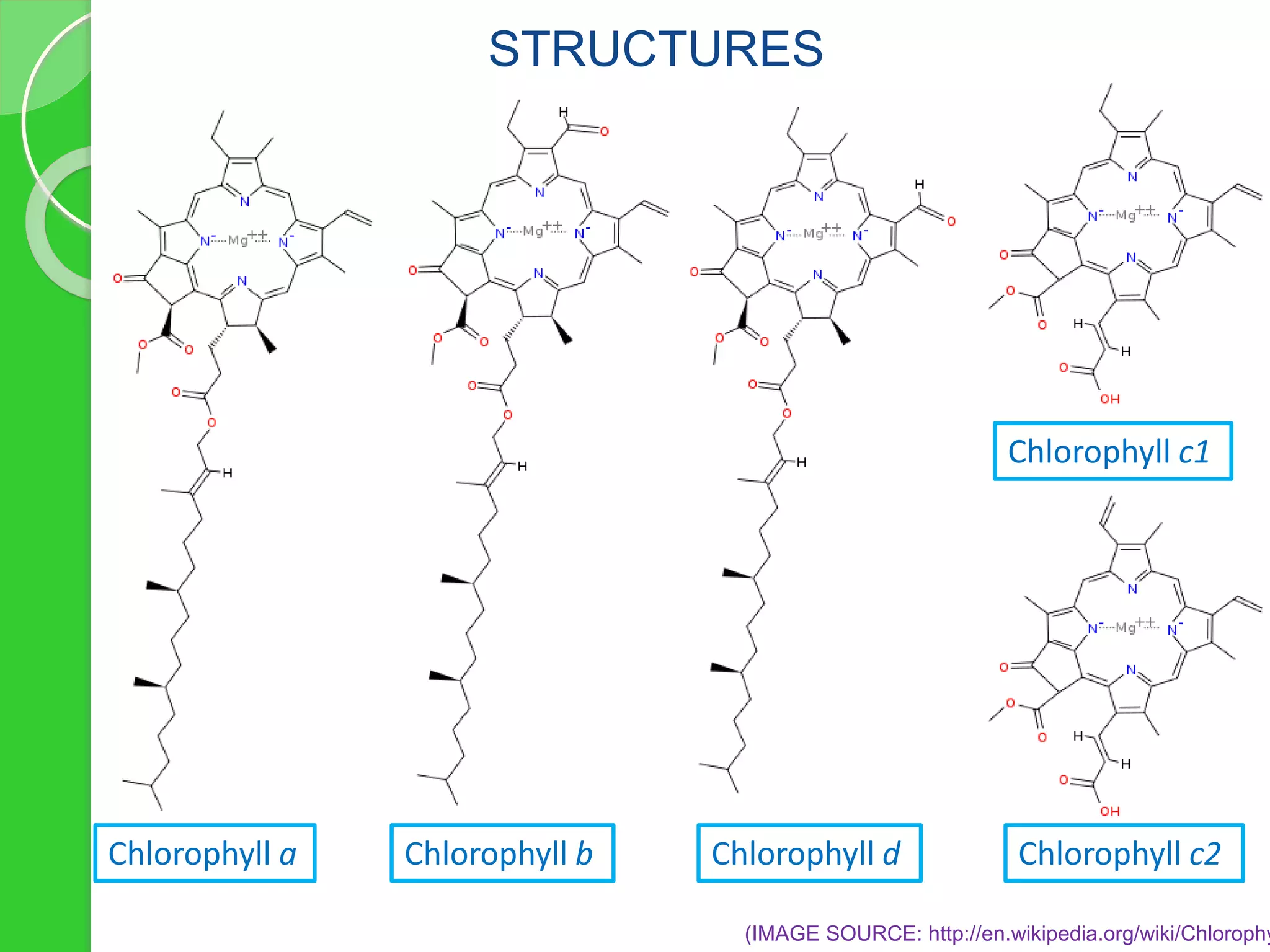 Chlorophyll | PPTX