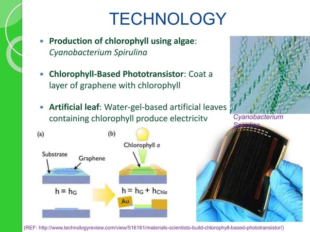 Chlorophyll | PPTX | Science