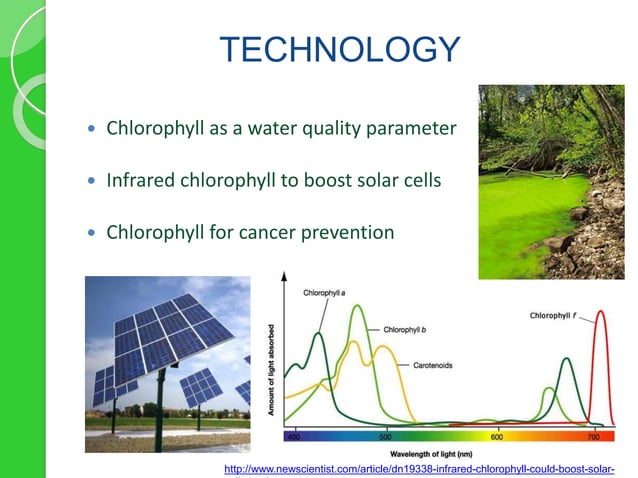 Chlorophyll | PPTX | Science