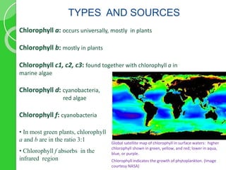 Chlorophyll | PPTX | Science