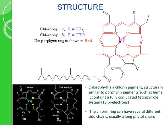 Chlorophyll | PPTX | Science
