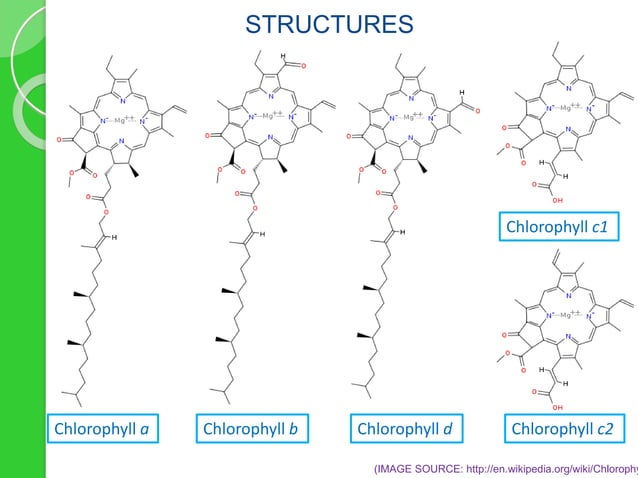 Chlorophyll | PPTX | Science