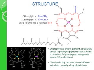 Chlorophyll Structure And Function