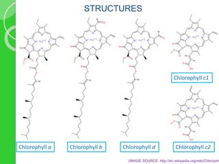 Chlorophyll A Structure