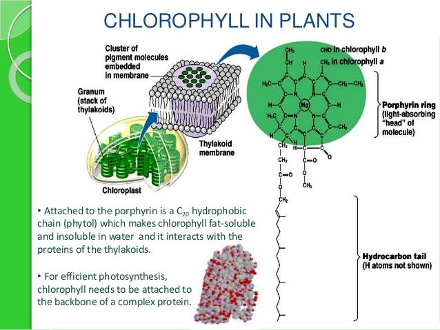 Chlorophyll