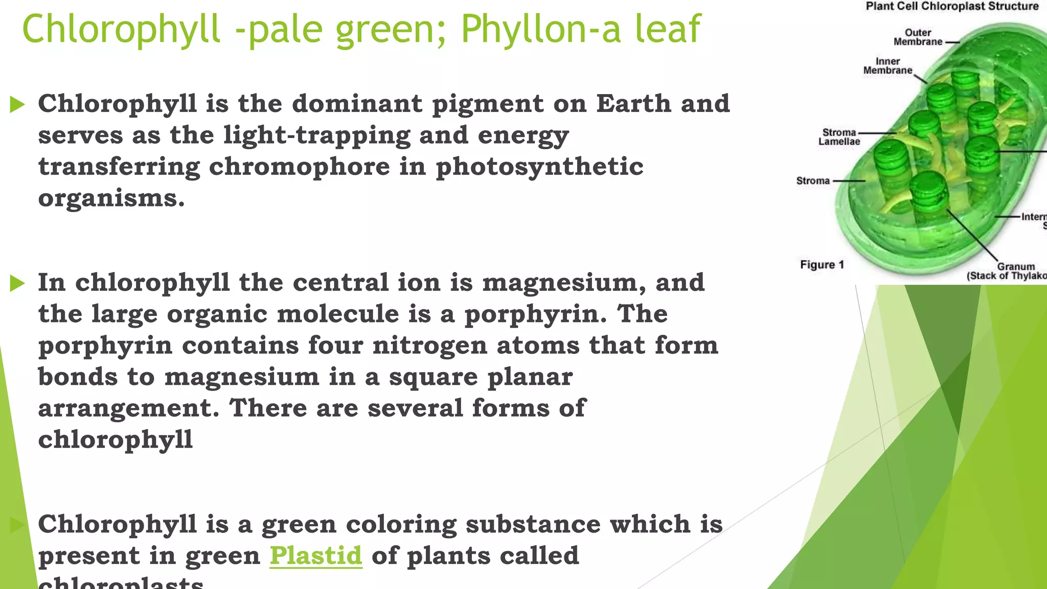 Chlorophyll | PPTX