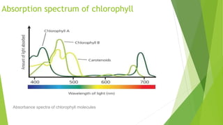 Chlorophyll | PPTX