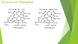 Chlorophyll | PPTX