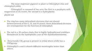 Chlorophyll | PPTX