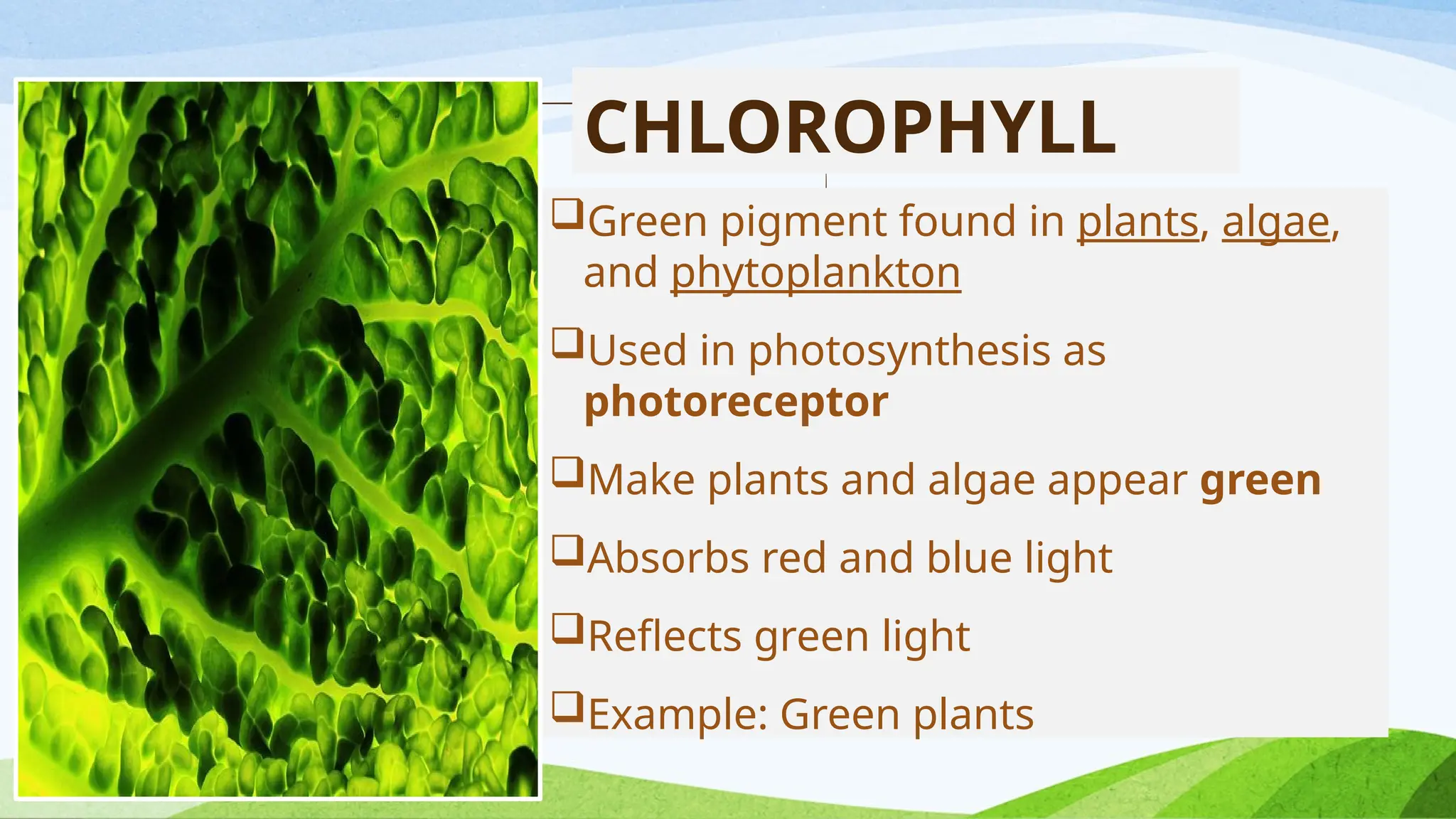 CHLOROPHYLL AND OTHER PIGMENTS general biology.pptx