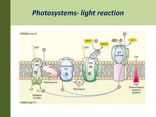 Chlorophyll flourescence | PPTX