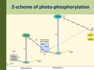 Chlorophyll flourescence | PPTX