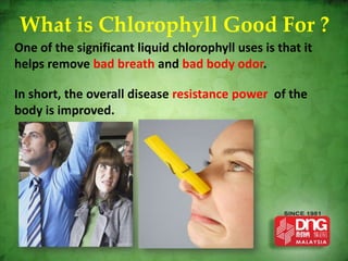 Chlorophyll plus guarana - Presentation | PPSX