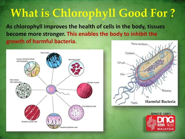 Chlorophyll plus guarana - Presentation | PPSX | Skin and Dermatology ...
