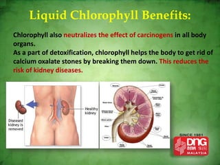 Chlorophyll plus guarana - Presentation | PPSX
