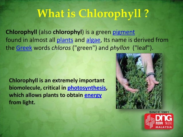 Chlorophyll plus guarana - Presentation | PPSX | Skin and Dermatology | Diseases and Conditions