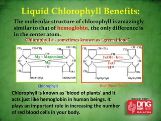 Chlorophyll plus guarana - Presentation | PPSX