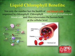 Chlorophyll plus guarana - Presentation | PPSX