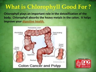 Chlorophyll plus guarana - Presentation | PPSX