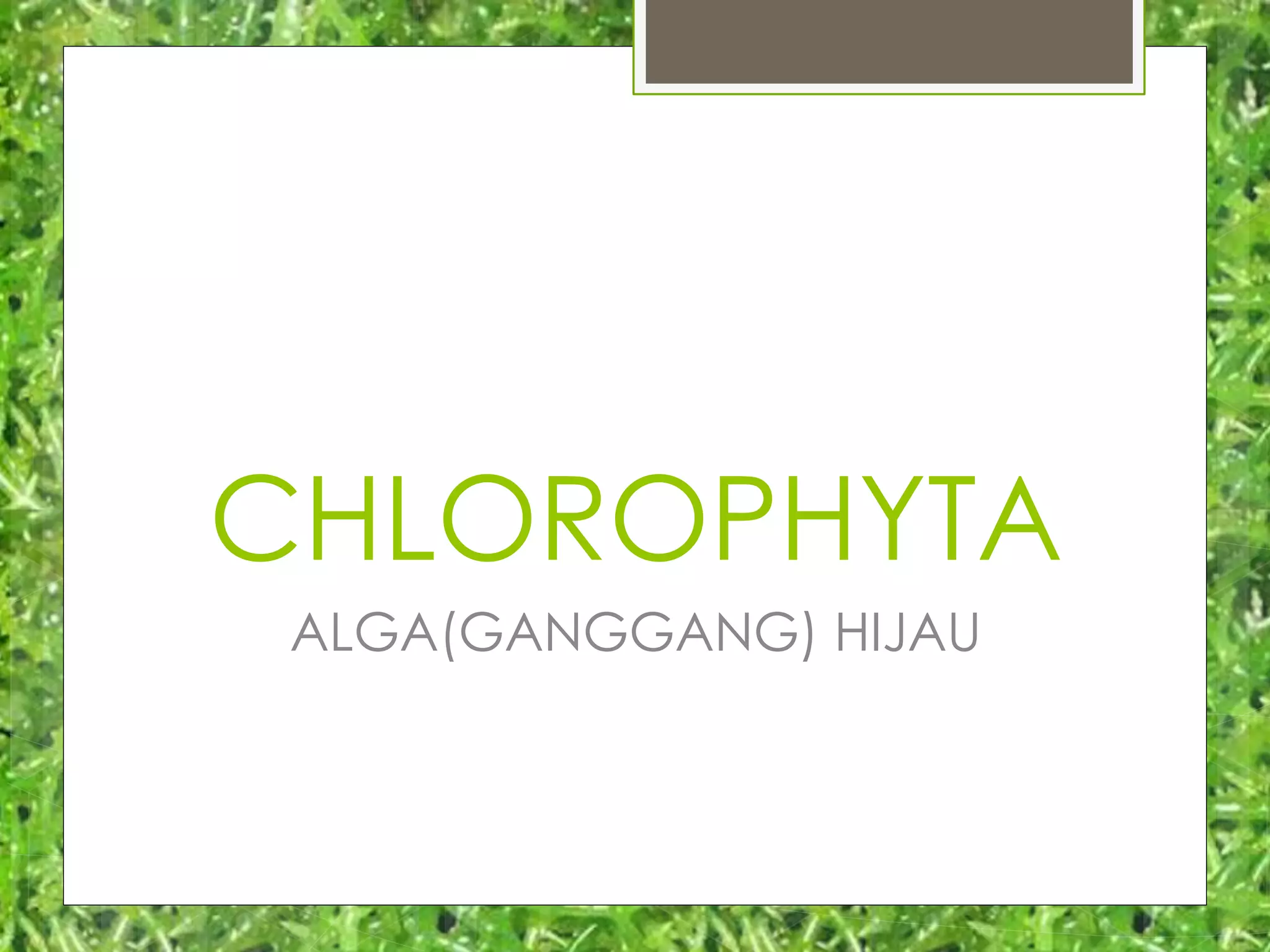 Chlorophyta | PPTX