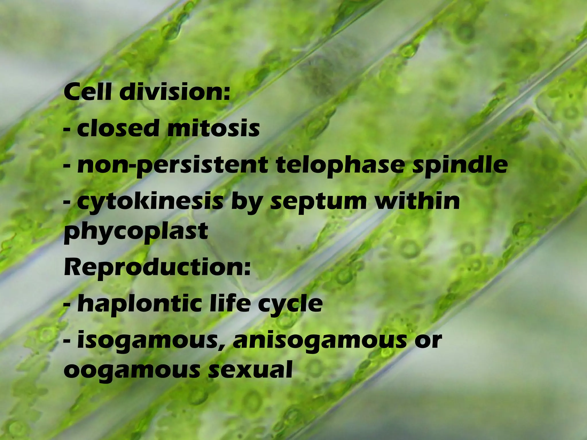 Chlorophyta | PPT | Biological Sciences | Science