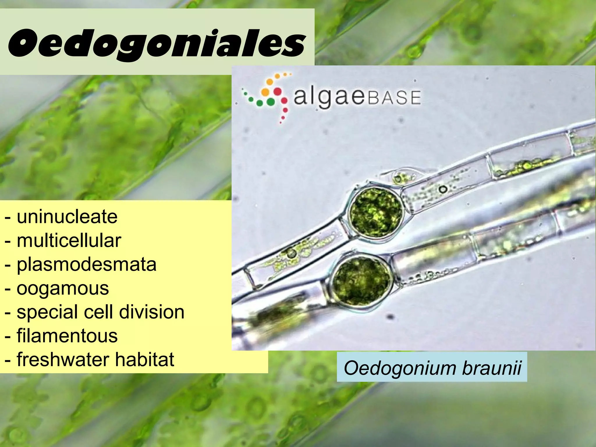 Chlorophyta | PPT | Biological Sciences | Science