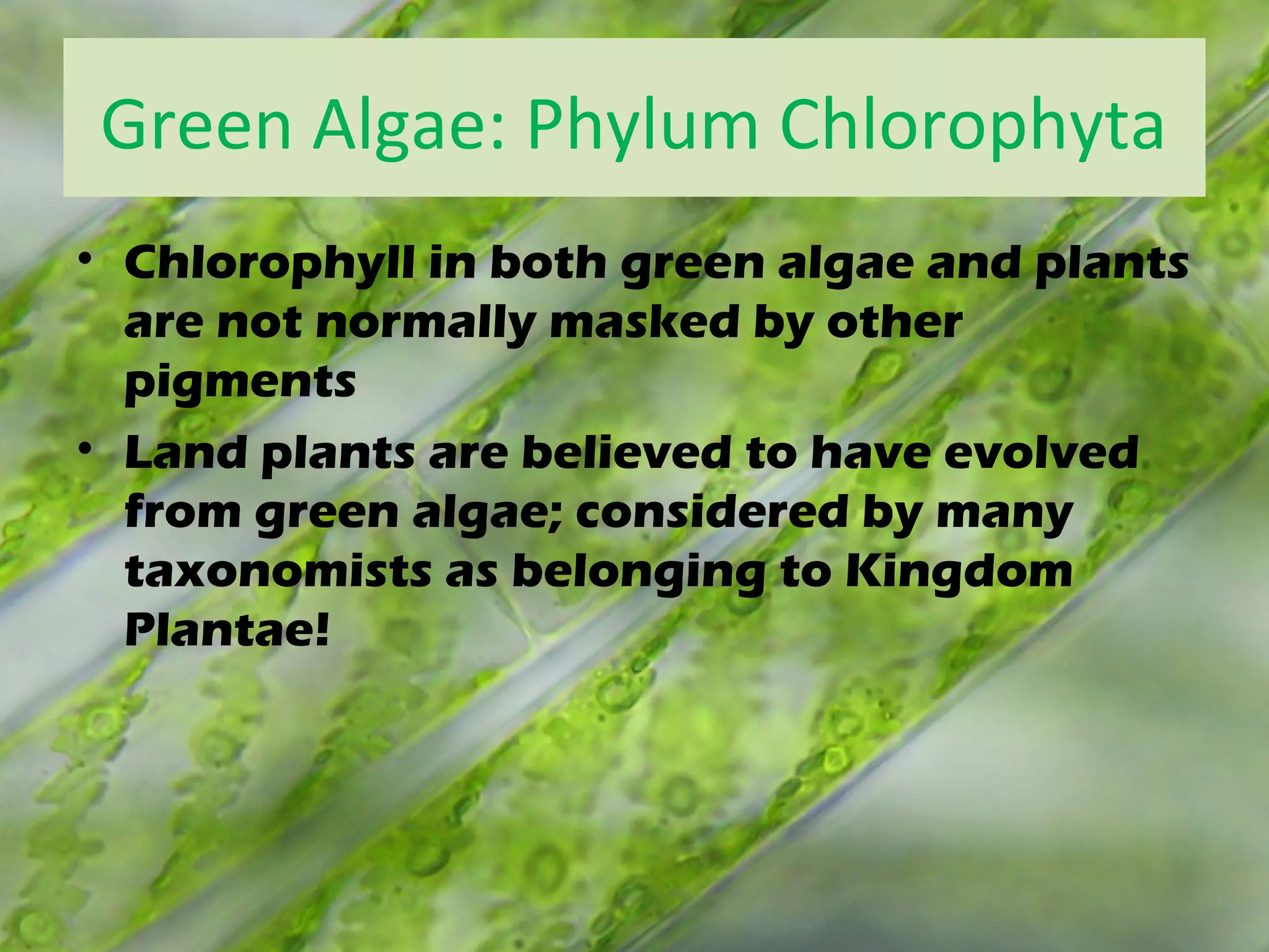 Chlorophyta | PPT