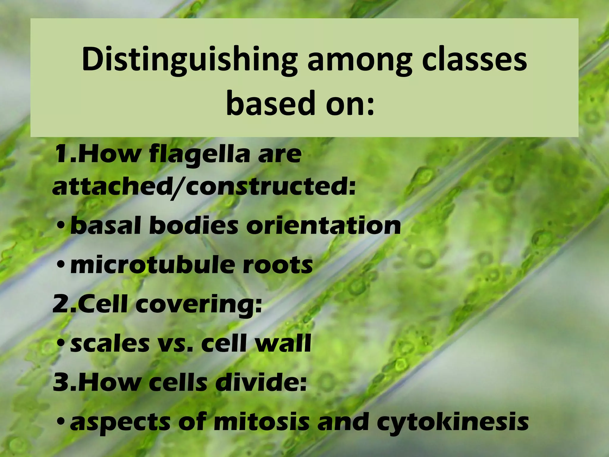 Chlorophyta | PPT