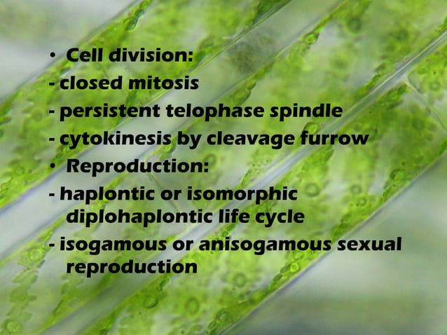 Chlorophyta | PPT | Biological Sciences | Science