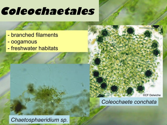 Chlorophyta | PPT | Biological Sciences | Science