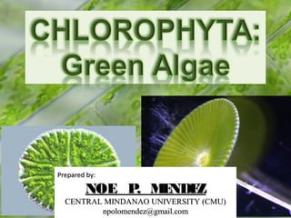 Phylum Chlorophyta