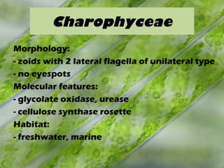 Chlorophyta | PPT