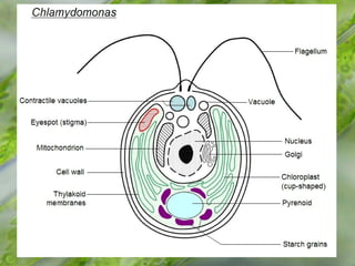 Structure Of Oedogonium With Diagram Chlorophyta