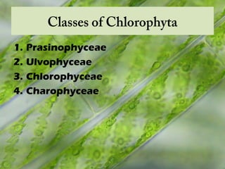 Phylum Chlorophyta Under Microscope