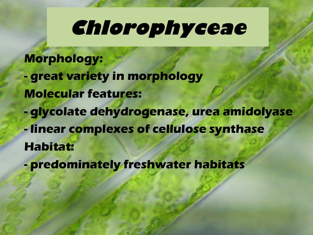 Chlorophyta