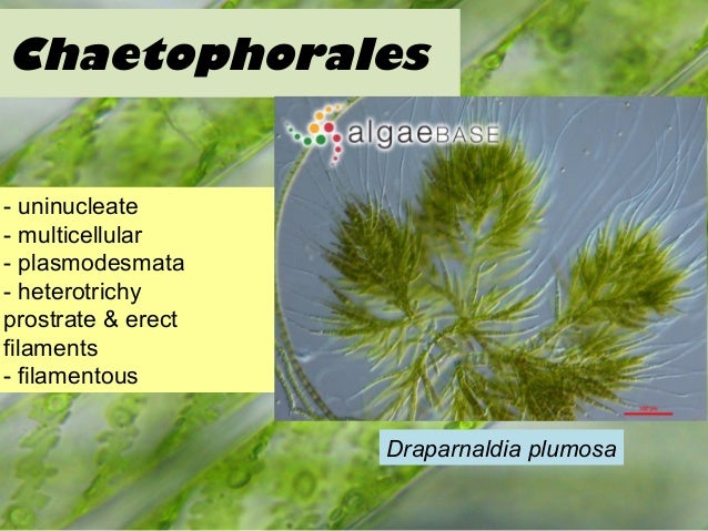 Chlorophyta