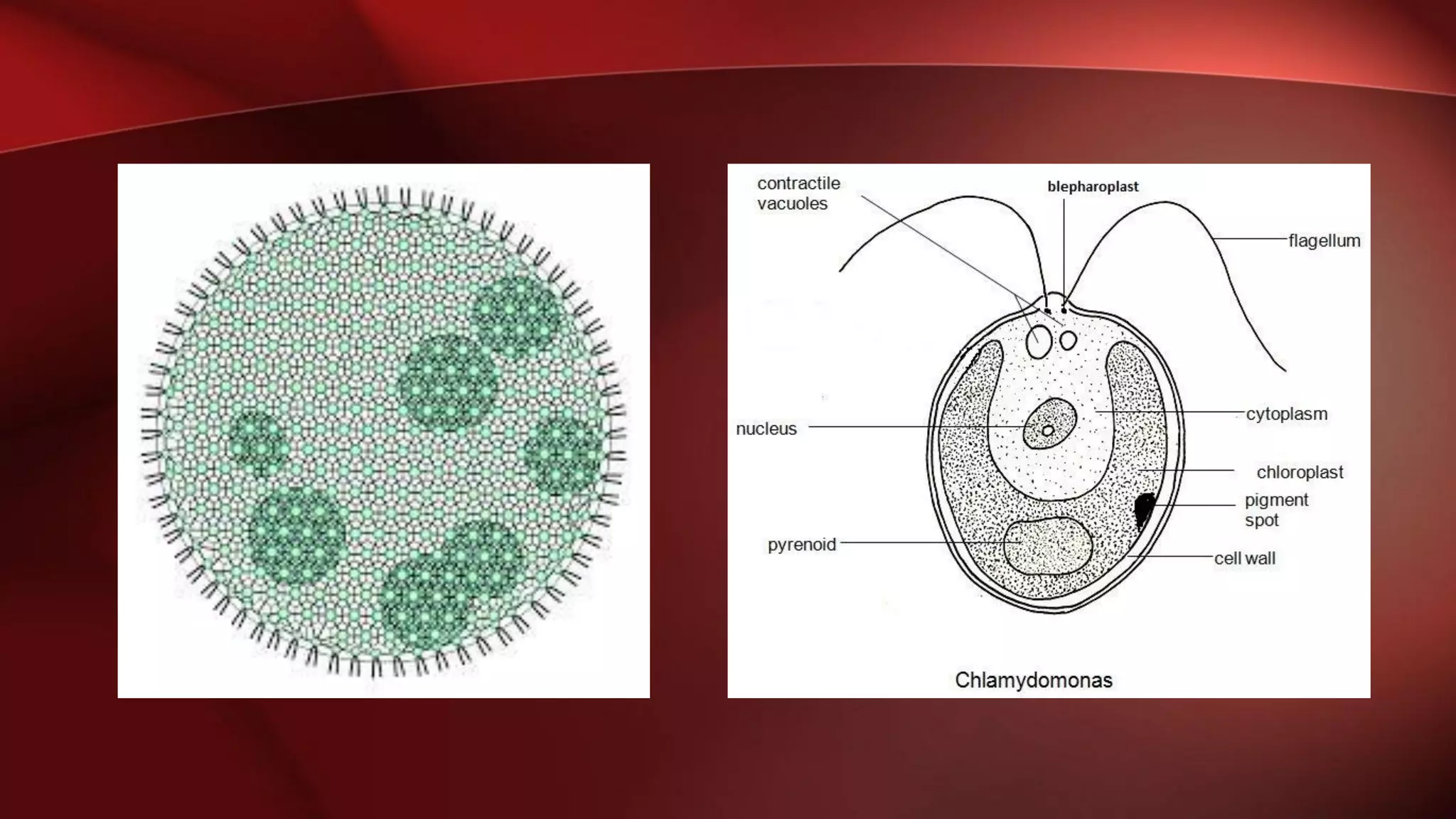 Chlorophyta: (Green Algae) The Phylum of Kingdom Protista. | PPT